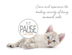 Pause Cat Cafe – The Souths First Cat Cafe